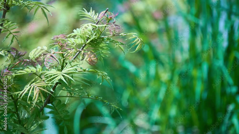 Sorbaria sorbifolia, false spiraea, is flowering plant in family ...