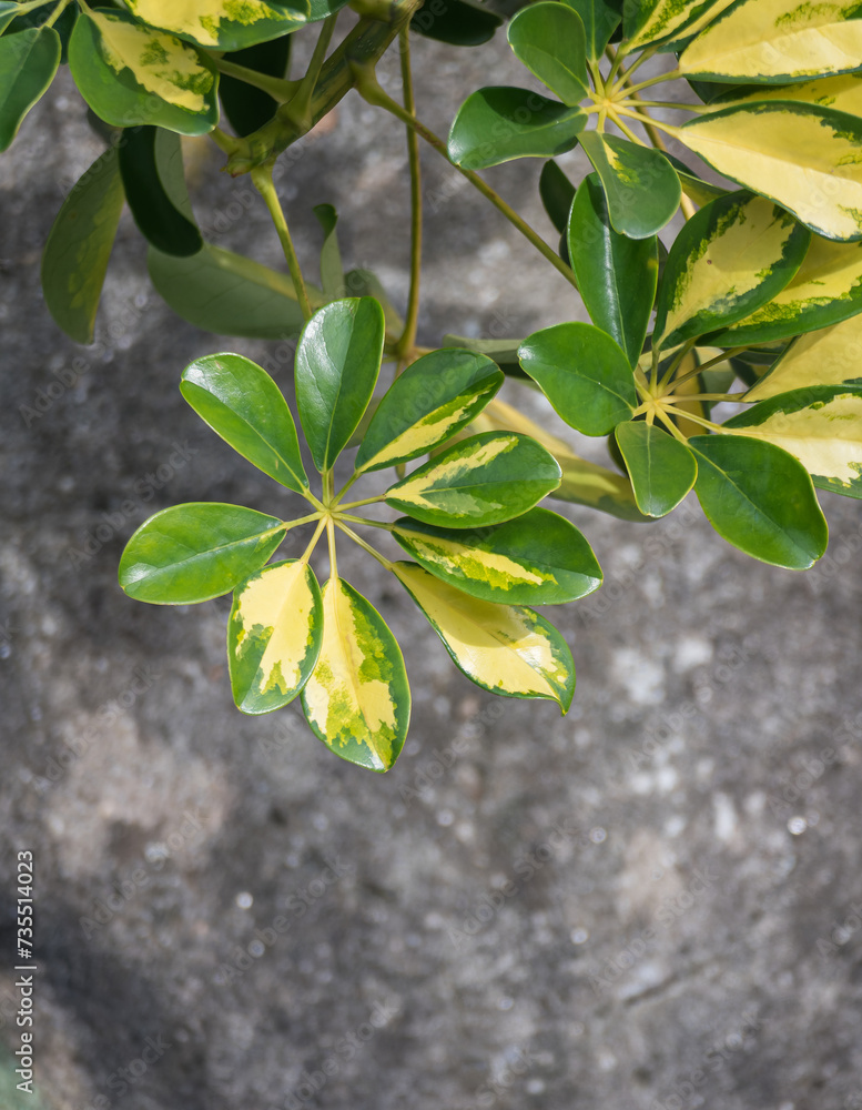 Variegated umbrella plant with sunlit leaves and stone wall schefflera ...