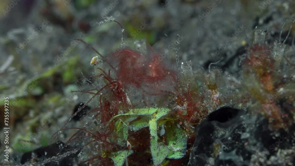 The red hairy shrimp sits on red algae growing at the bottom of the ...