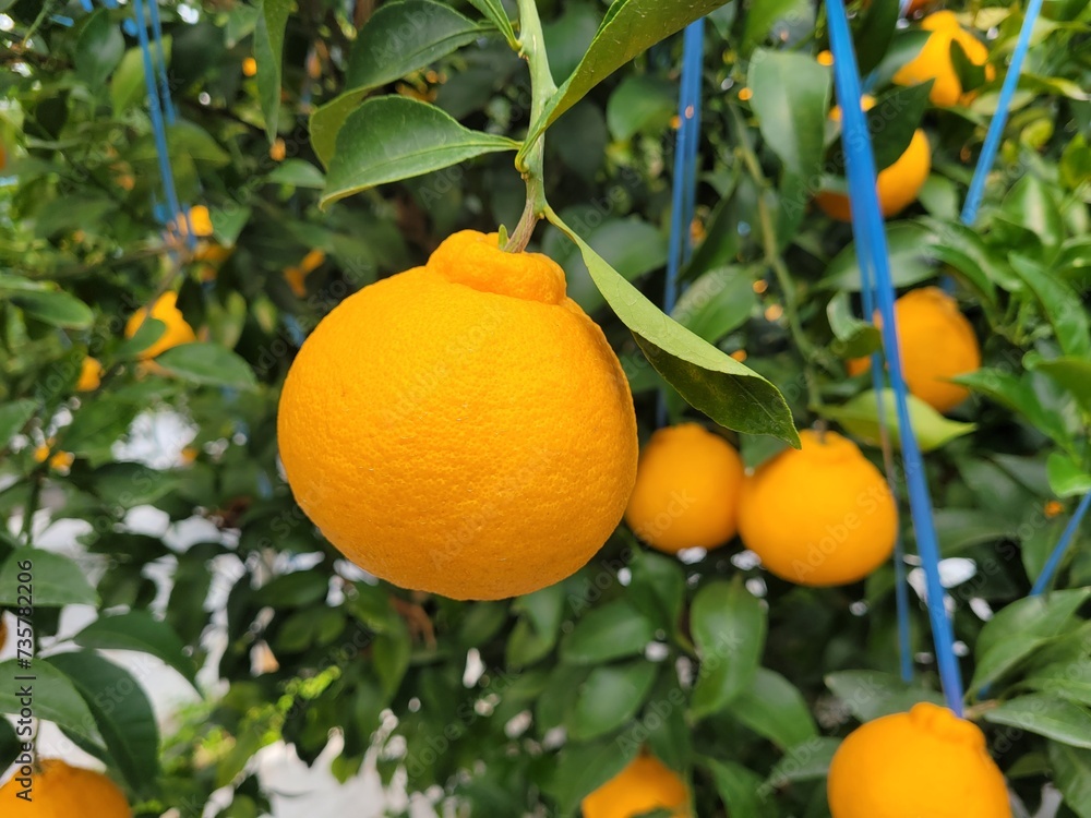 Tangerine from Jeju Island, Shiranuhi, Hanrabong Stock Photo | Adobe Stock