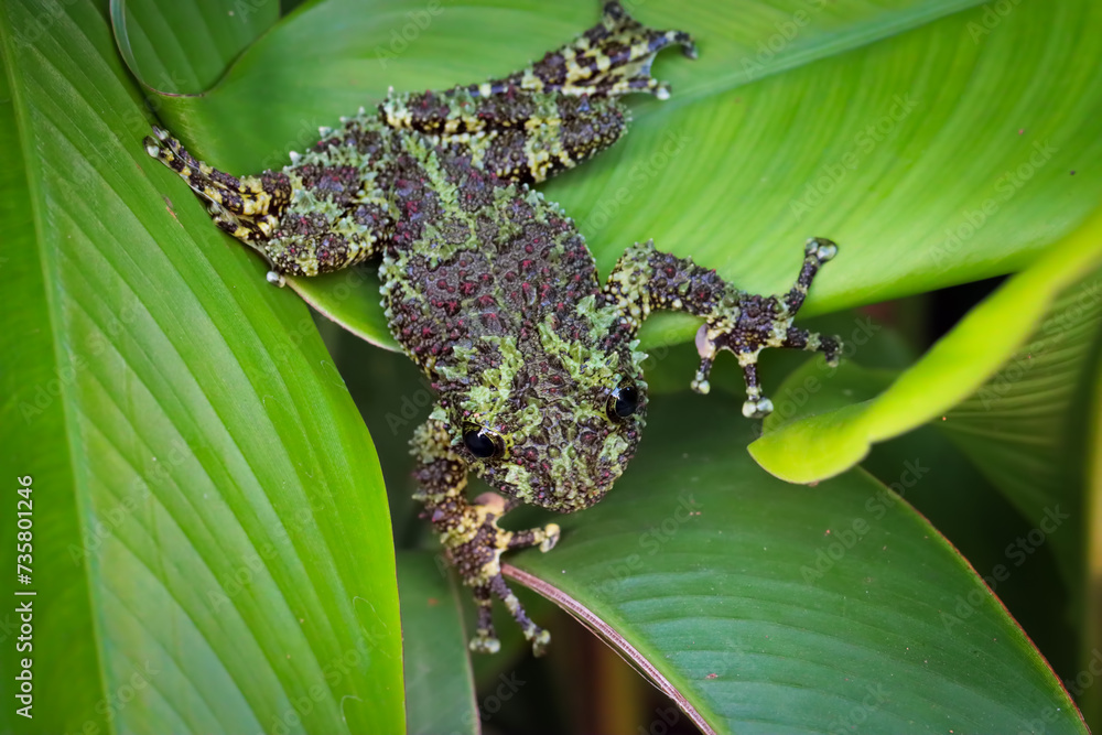 Theloderma corticale (Vietnamese mossy frog) camouflage on leaves, moss ...