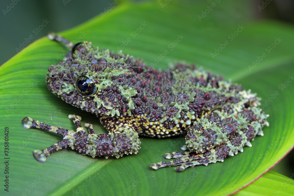 Theloderma corticale (Vietnamese mossy frog) camouflage on leaves, moss ...