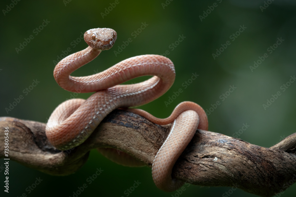 Mangrove Pit Viper with attack position on branch, Mangrove Pit Viper ...