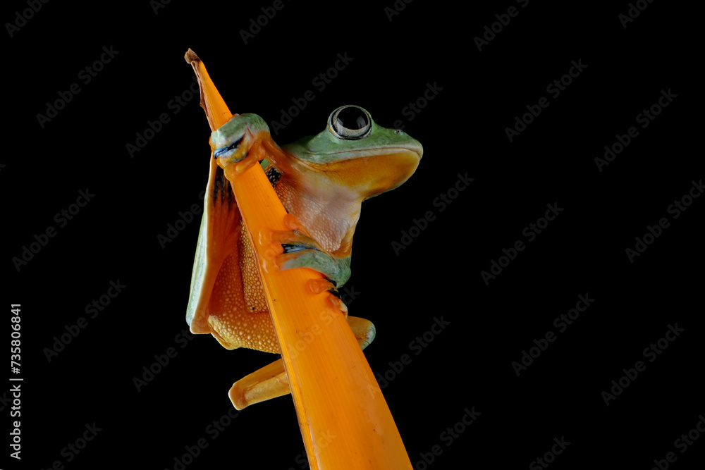 Tree frog on leaves, Gliding frog (Rhacophorus reinwardtii) sitting on ...
