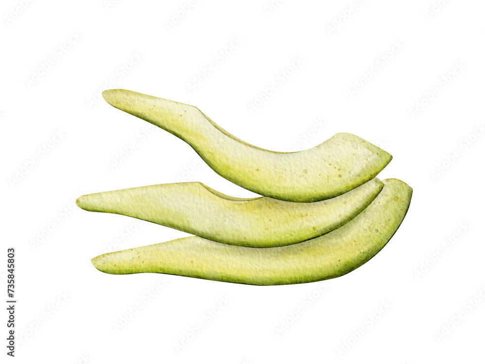Slice Avocado Watercolor illustration. Hand drawn clipart on isolated ...
