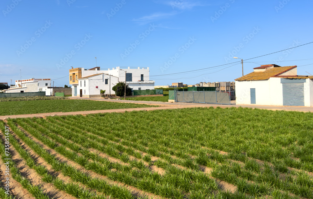 Farm field house. Farmhouse in Valencia, Alboraya, L’Horta. Spain ...