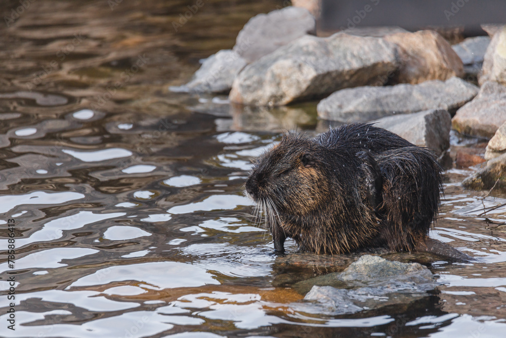 An adult nutria sits in the water near the river bank. Rodent, also ...