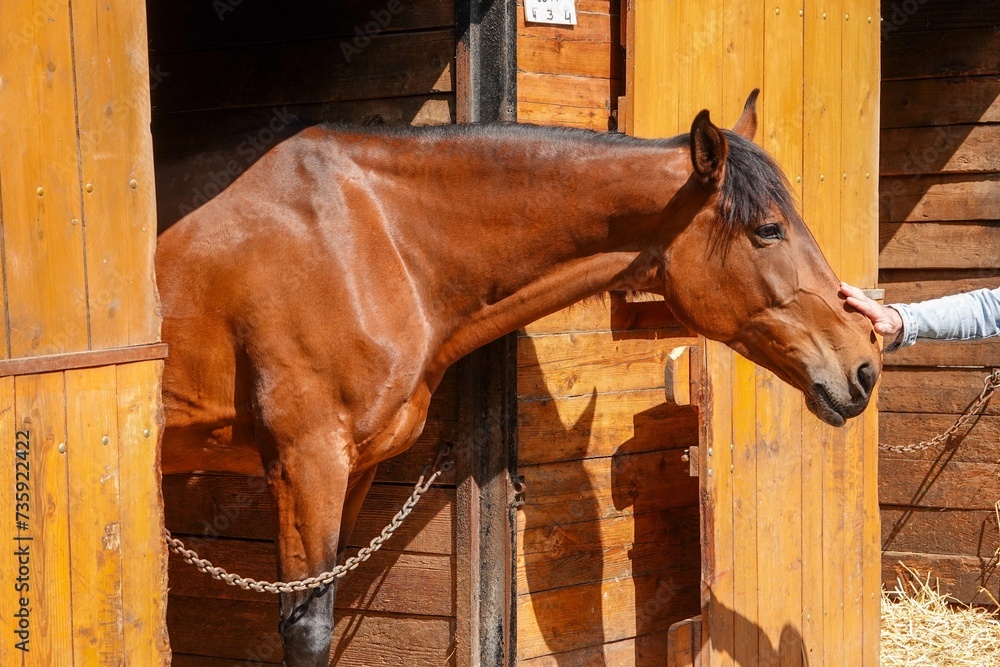 Fotografia do Stock: Un beau cheval marron à l'écurie et se faisant ...