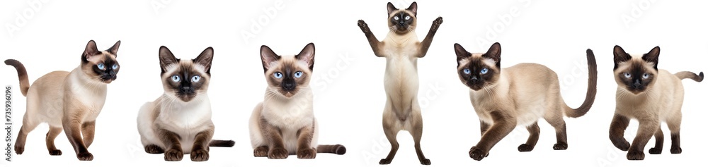 Siamese cat in various different positions isolated cutout on ...
