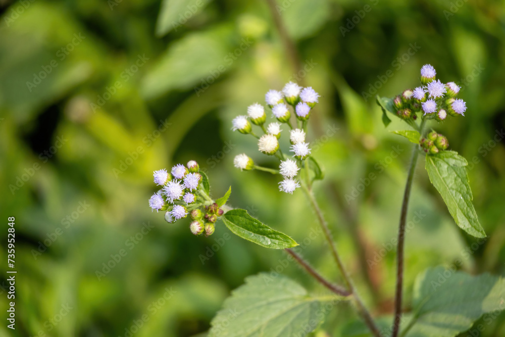 Tropical whiteweed or Billygoat weed (Ageratum conyzoides) is regarded ...