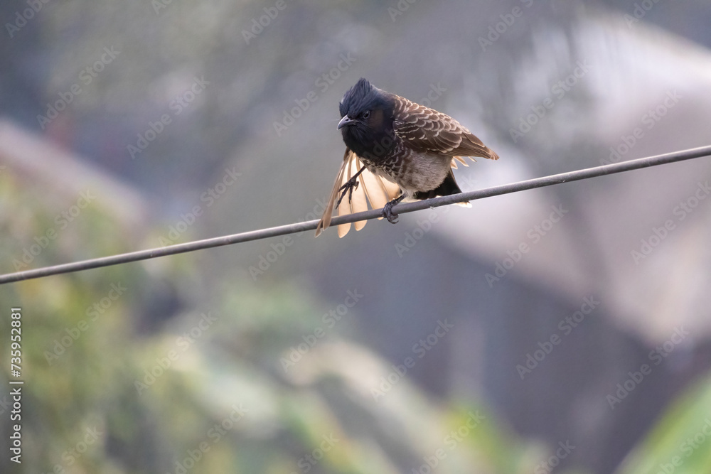 A bulbul bird is sitting on the electric wire in the morning. It is ...