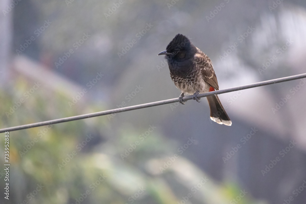 A Bulbul bird (Pycnonotus cafer) perched on an electrical wire and ...