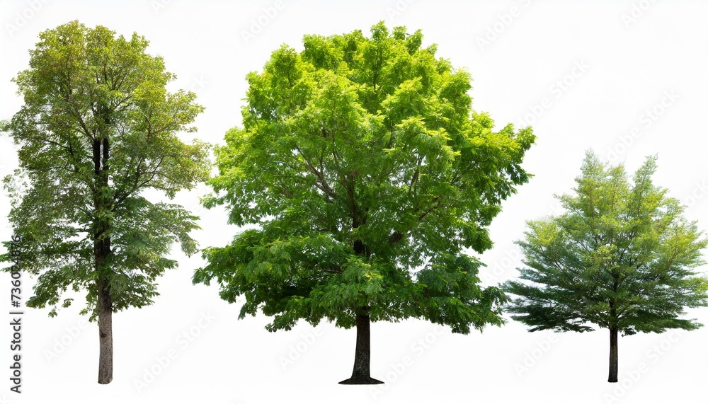 set of 5 big medium and small trees sycamore platanus trees isolated ...