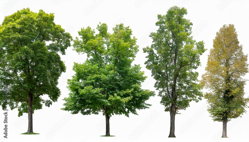 set of 5 big medium and small trees sycamore platanus trees isolated ...