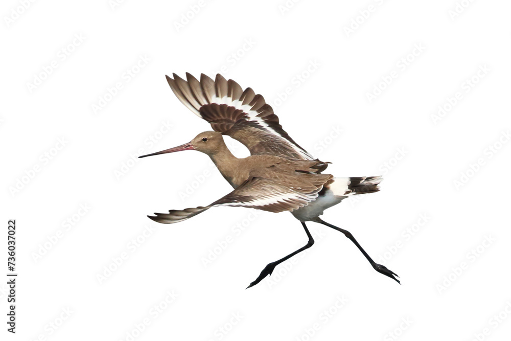 Black-tailed godwit flying isolated on transparent background png file ...