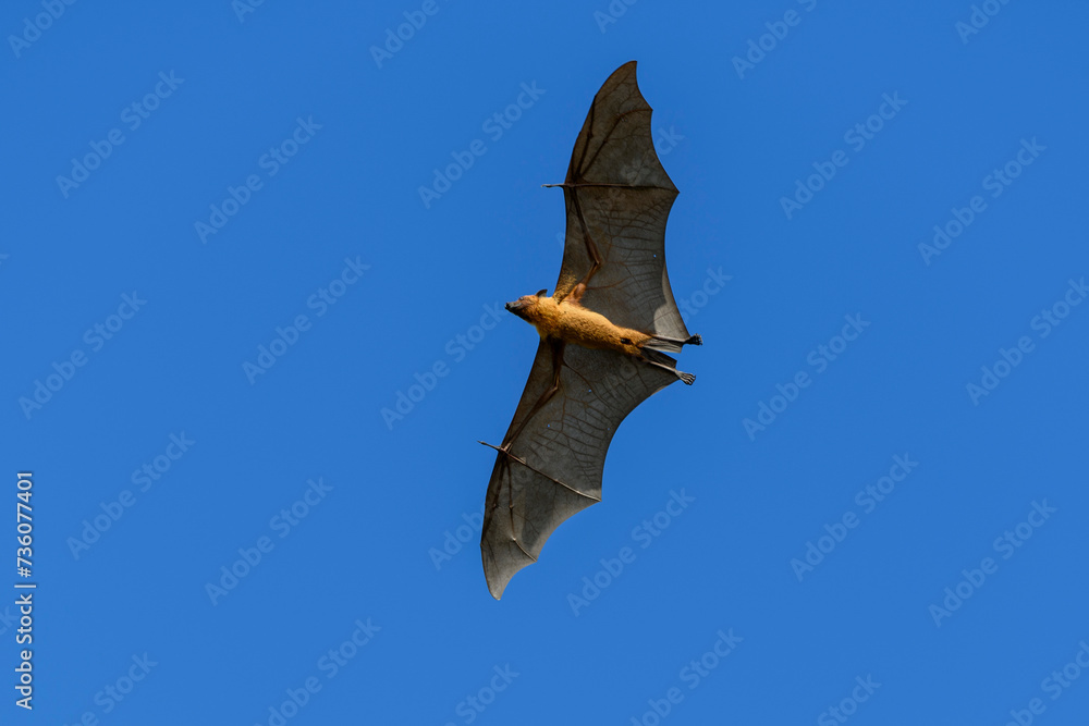 Flying Fox on Maldives island. Fruit bat flying. Gray-headed Flying Fox ...
