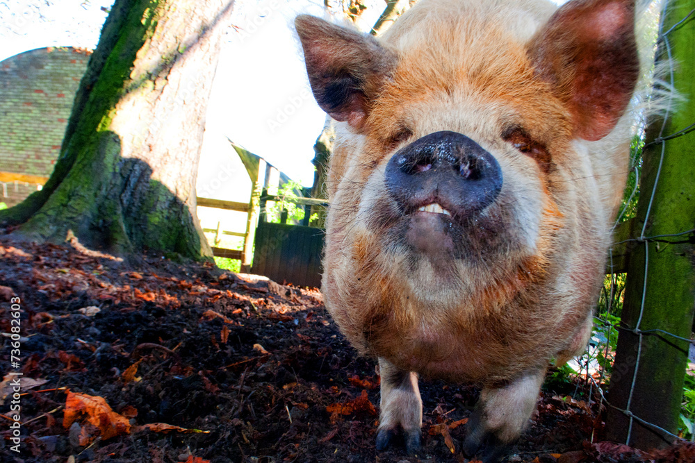 New Zealand Kunekune Pig Stock Photo | Adobe Stock