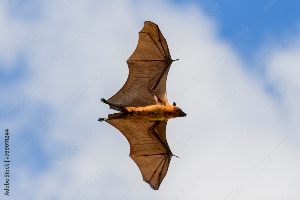 Flying Fox on Maldives island. Fruit bat flying. Gray-headed Flying Fox ...
