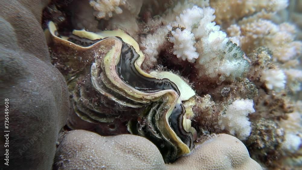 Tridacna, bivalve mollusk in underwater life of Red Sea. Tridacna ...