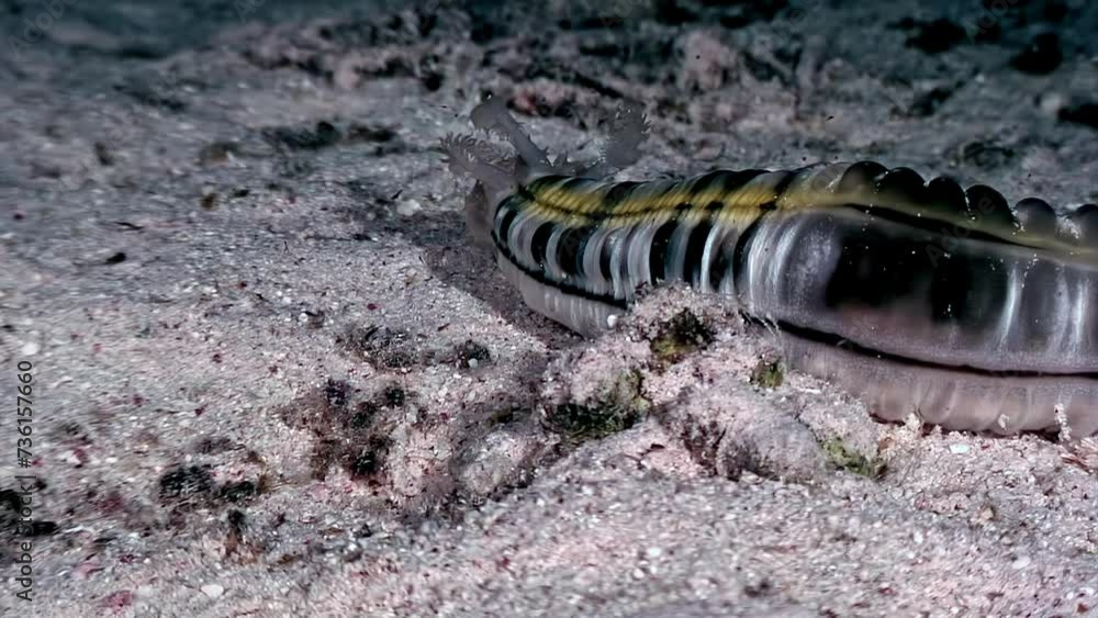 Lone sea worm Apodida on seabed showcases its allure. Underwater seabed ...