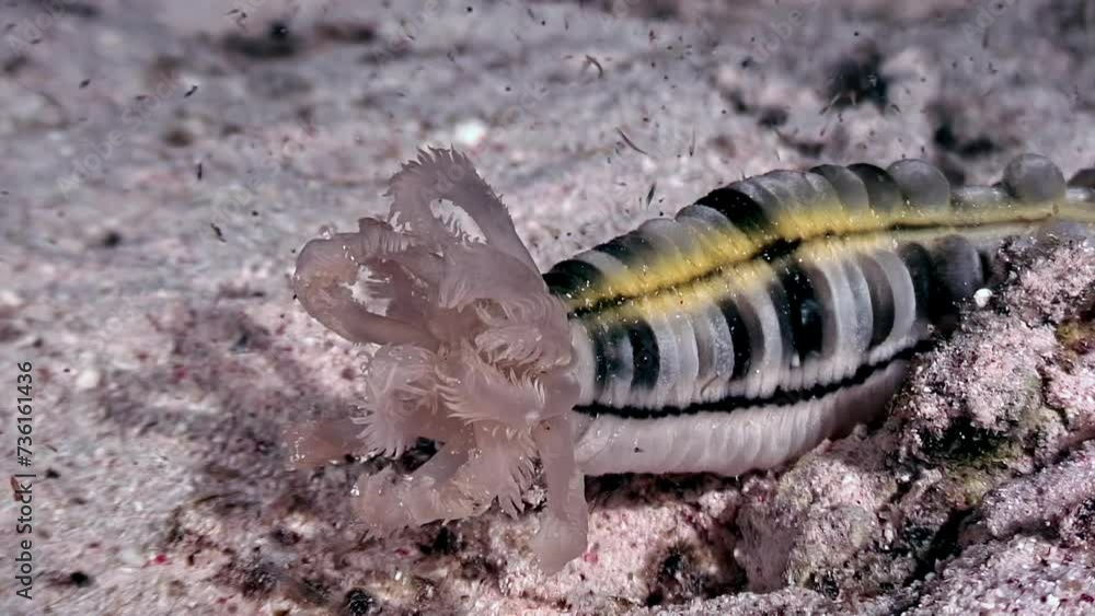 Underwater seabed hosts fascinating sea worm Apodida. On seabed ...