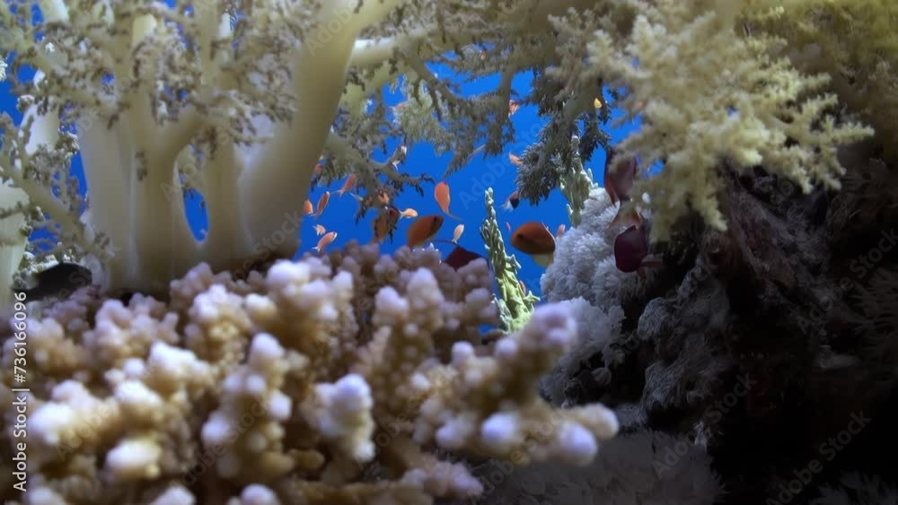 In tranquil depths, tiny orange fish find relaxation in soft coral ...