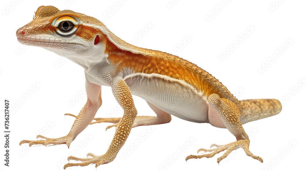 Capturing the intricate details of a scaled reptile, this close up of a ...
