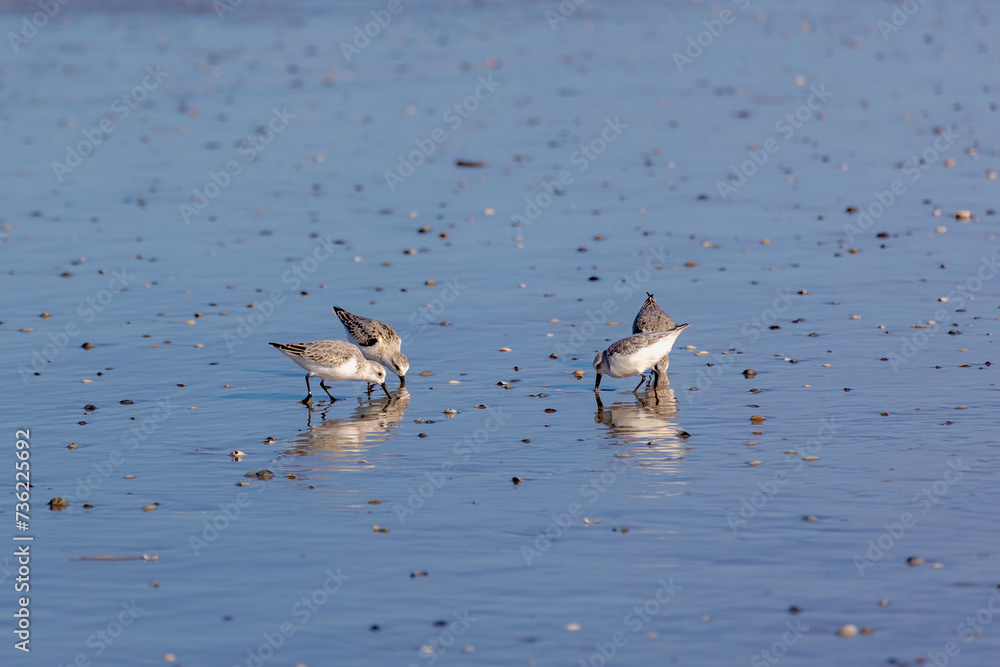 Selective focus a group of birds in its natural habitat walking and ...