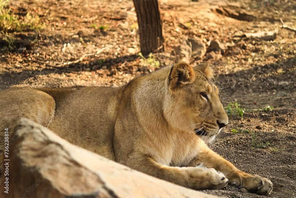 Asiatic Lioness image was taken in gujarat sasan gir only place in the ...