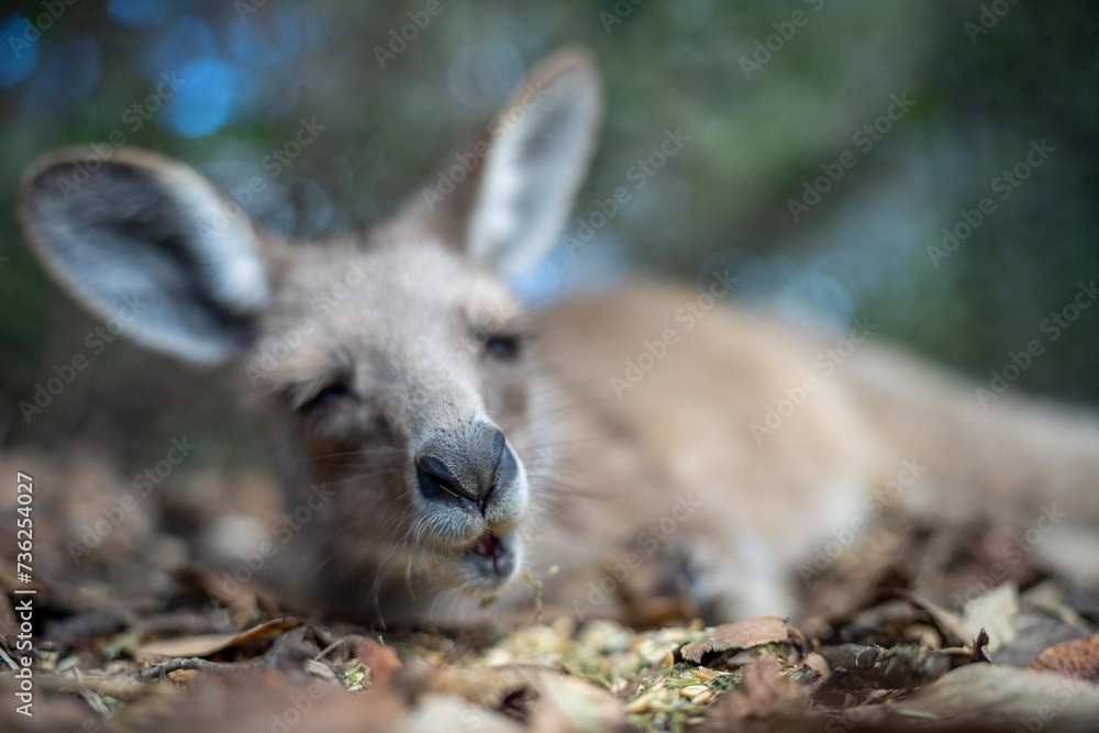 Beautiful kangaroo, pademelon and wallaby in the Australian bush, in ...