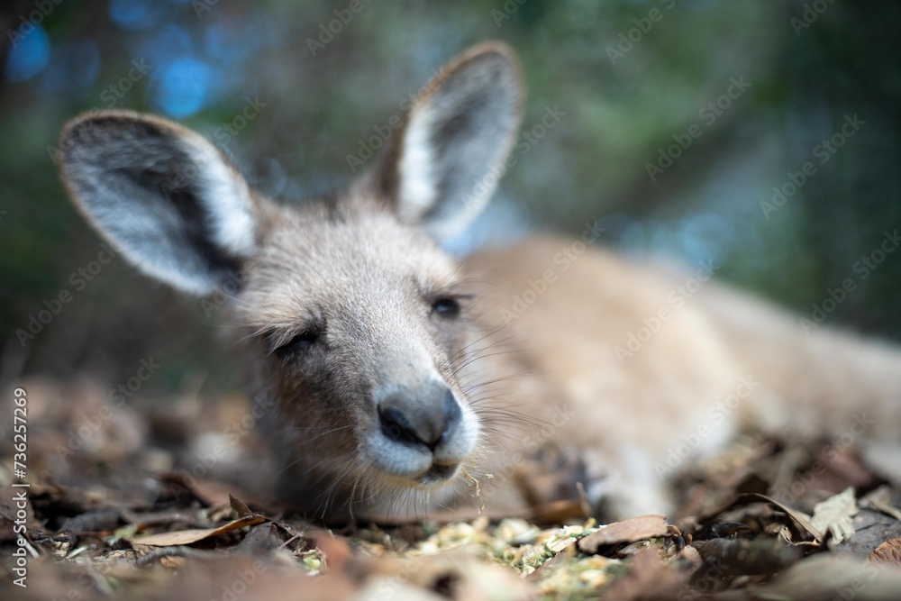 wallaby in a national park in Australia. Native Australian wildlife ...