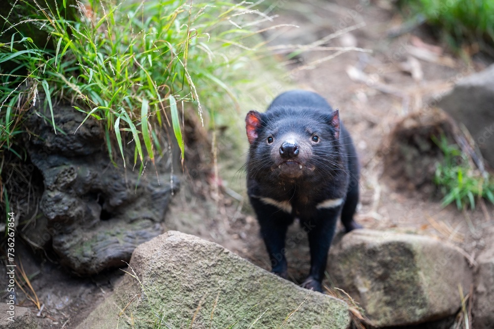 Beautiful tasmanian devil in the Tasmanian bush. Australian wildlife in ...