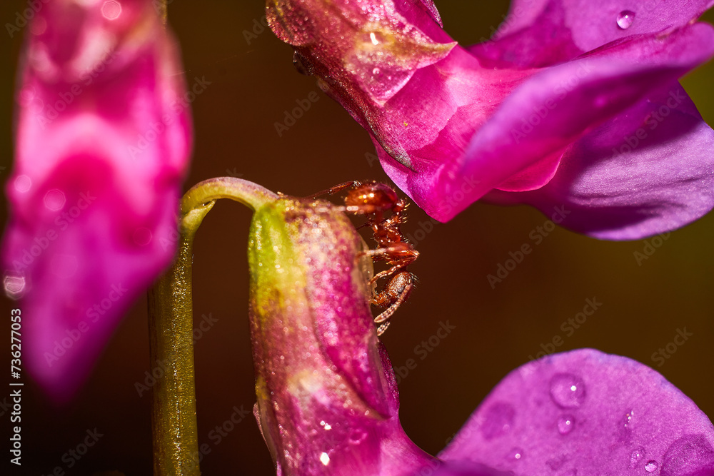 Small ginger ant on the bright purple petals of the vetchling plant ...