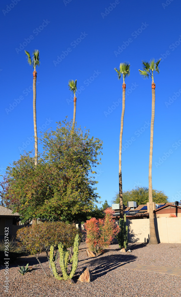 Foto de Desert native Totem Pole cacti and succulent Euphorbia ...
