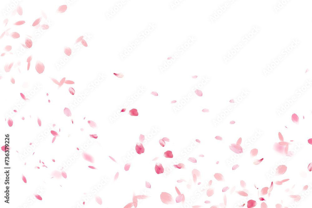 Pink Rose Petals Overlays for Photography . Petals Falling from the Sky ...