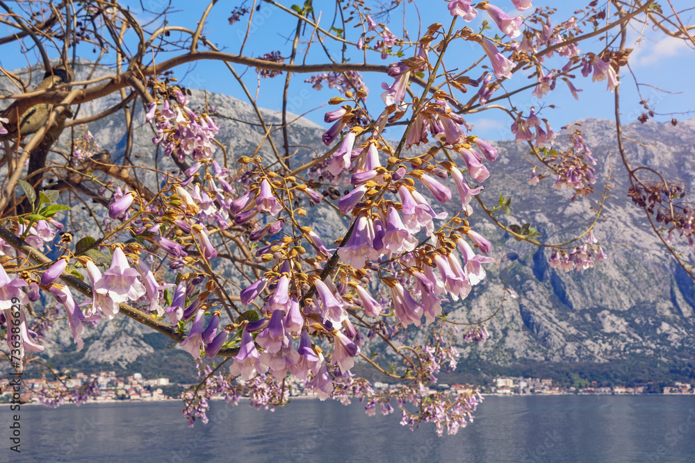 Branches of Paulownia tomentosa tree with beautiful pink flowers on ...