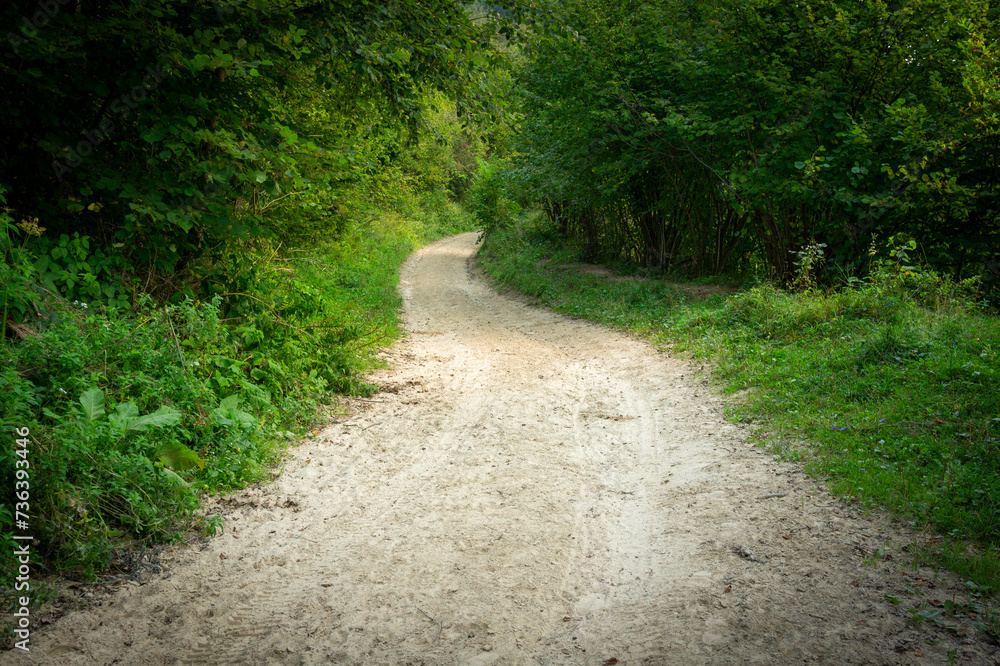Sandy path through green shrubs. Empty pathway in forest. Sunny day ...