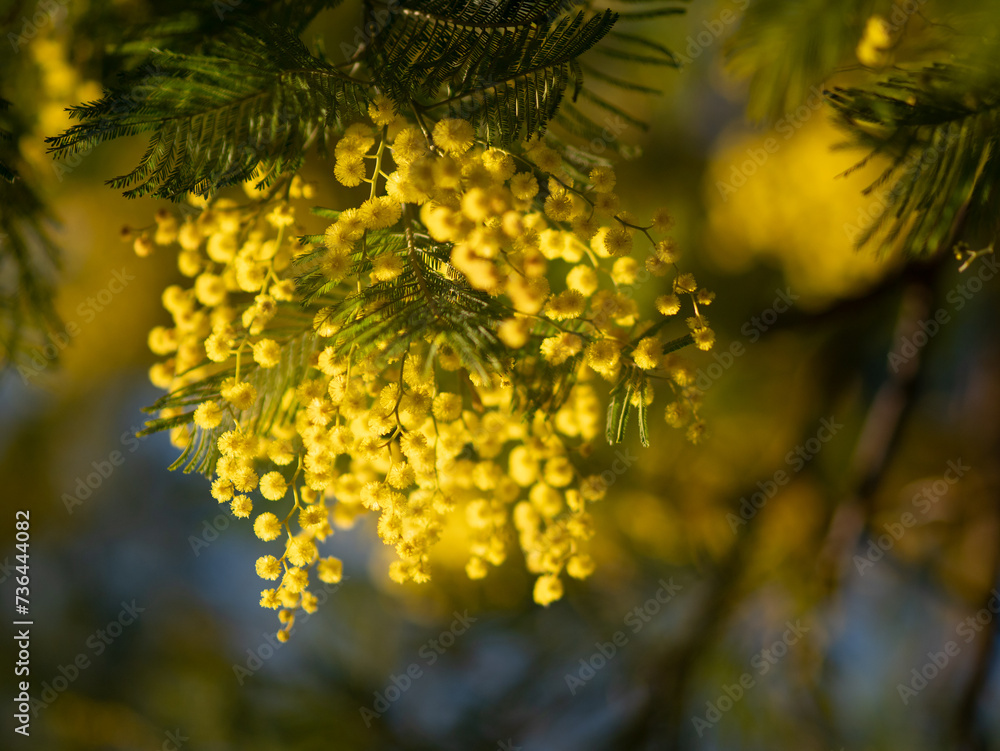 Beautiful bright yellow hairy mimosa flowers close-up. Blooming mimosa ...