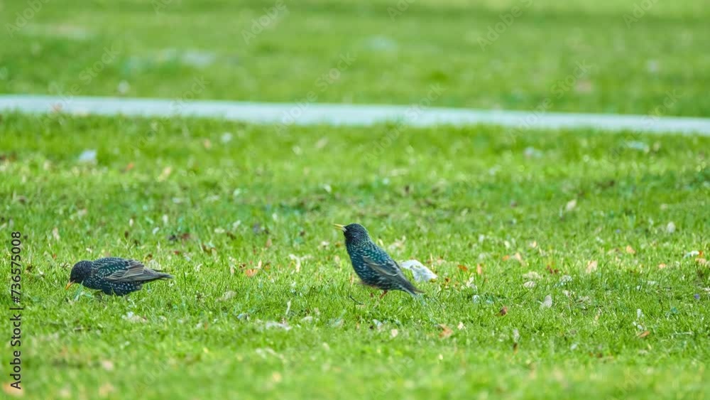 Vidéo Stock Common starling (Sturnus vulgaris), also known as European ...