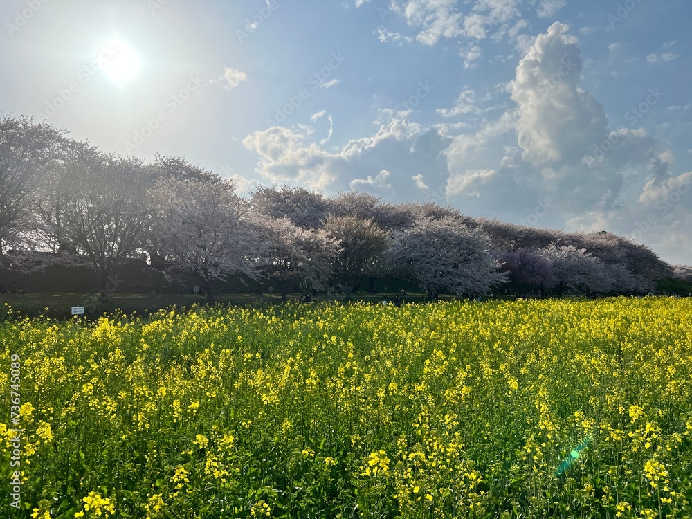 Sakura Season in Japan, Cherry Blossom Viewing Stock Photo | Adobe Stock