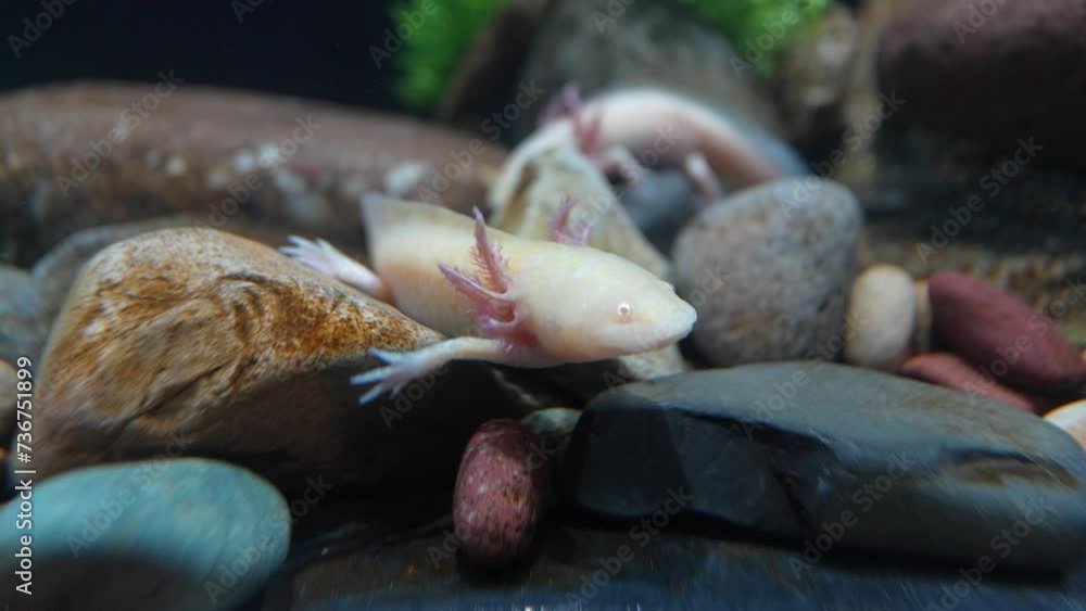 Axolotl, a mexican salamander that lives in several lakes in Mexico ...