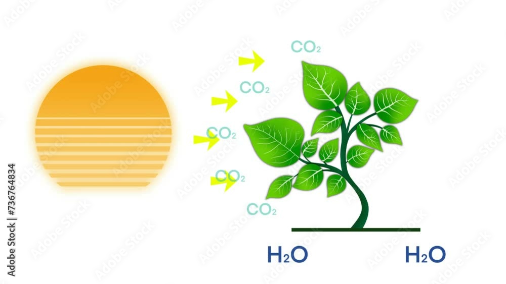 photosynthesis, plant has emerged from nutrient-rich soil and ...