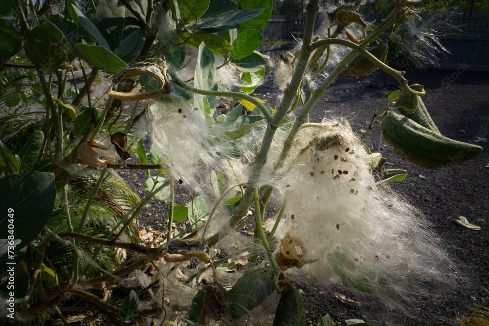 Calotropis gigantea, the crown flower milkweed showing seed dispersal ...