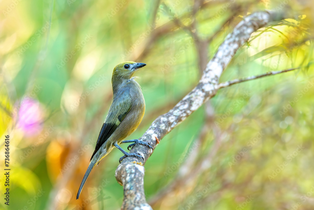 Bird Palm tanager (Thraupis palmarum) is a medium-sized passerine bird ...