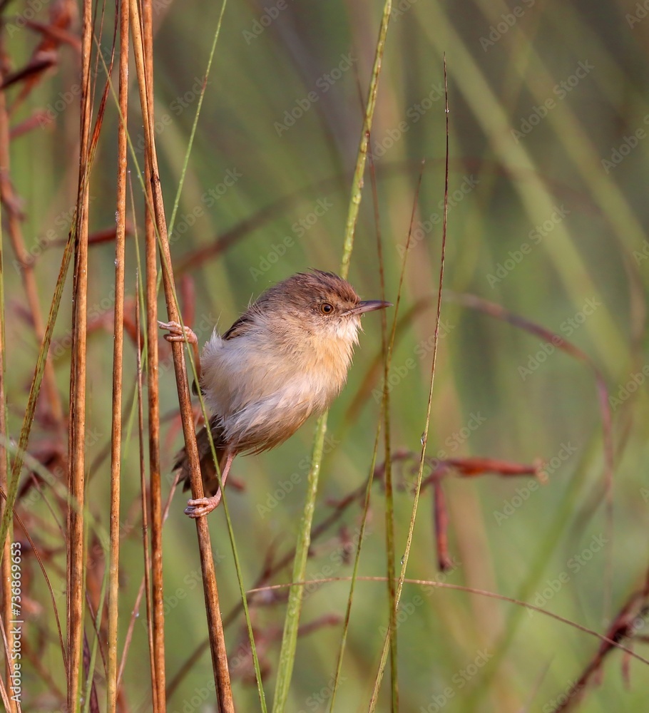 Plain prinia bird sitting on a tree branch.plain prinia, also known as ...