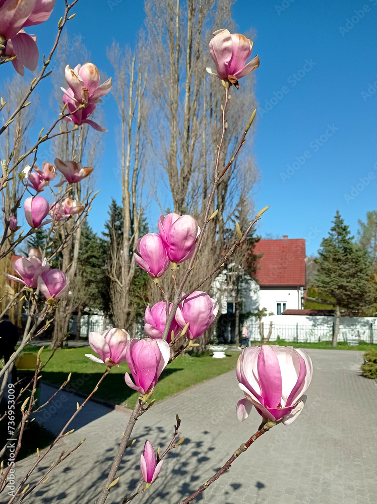 Pink magnolia flower in spring town street. Beautiful spring blossom ...
