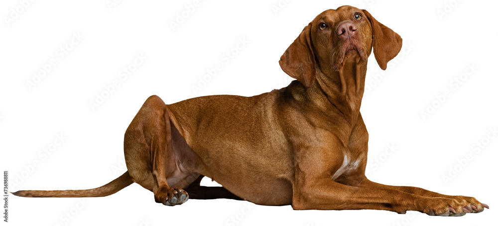 Adorable, beautiful, smart purebred vizsla dog calmly lying at looking ...