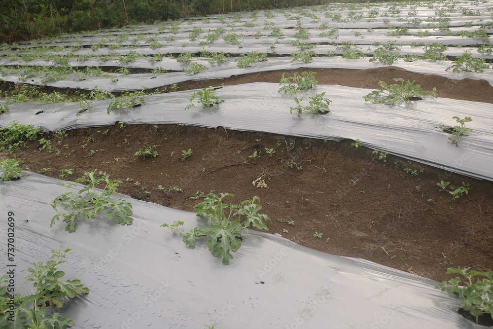 Watermelon plants (Watermelon Fruit; Citrullus lanatus) are climbing ...