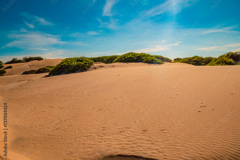 View of Mangrove trees growing on the sand dunes of Mambrui Sand dunes ...