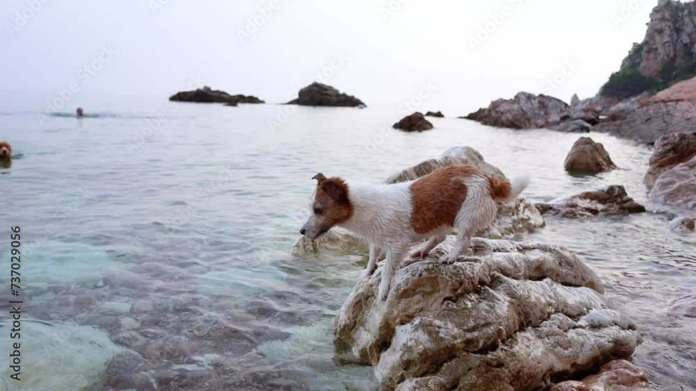 Dog exploring rocky seaside terrain. A Jack Russell Terrier navigates ...